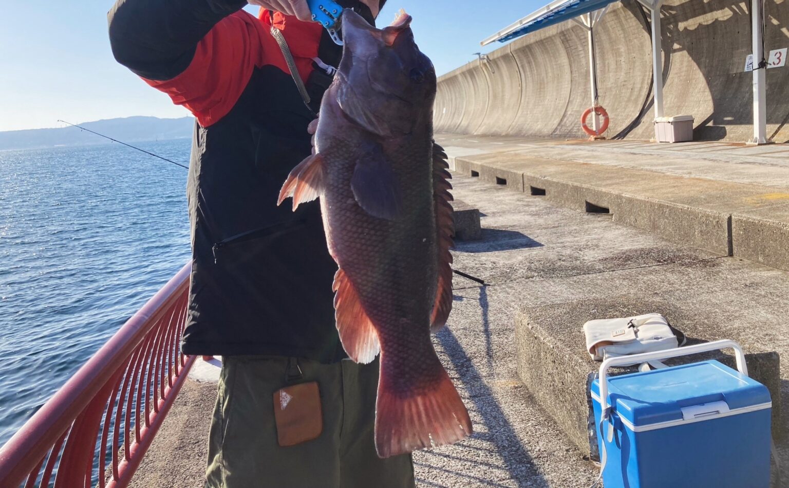 【カンダイ】冬に大物を狙うならこの釣り【コブダイ】 | Enoughfishing